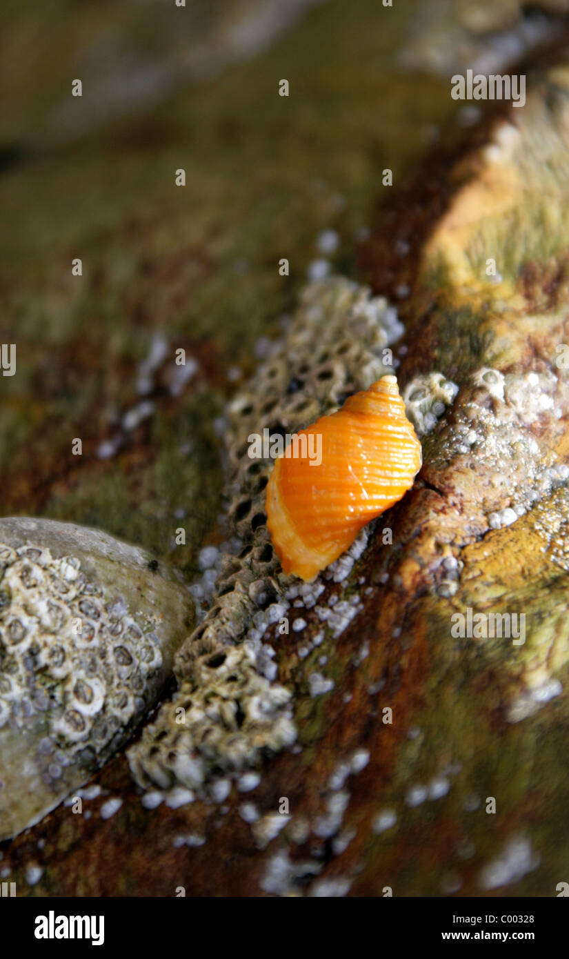An Orange Dog Whelk, Dogwhelk, or Atlantic Dogwinkle, Nucella lapillus ...