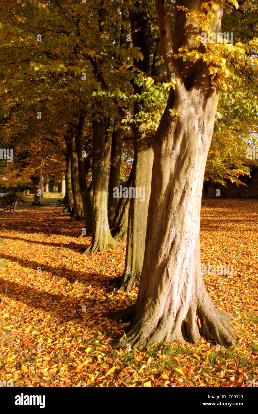 Row colourful trees in hi-res stock photography and images - Alamy
