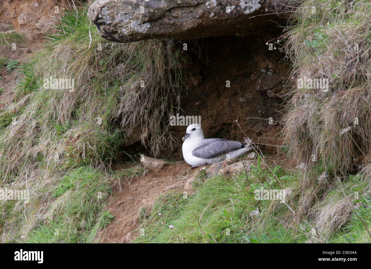 Northern Fulmar, Fulmarus glacialis, Procellariidae, Procellariiformes ...
