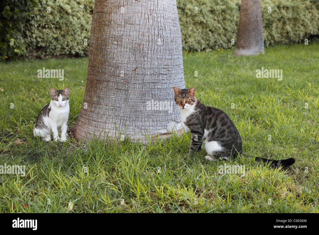 two domestic cats on meadow Stock Photo - Alamy