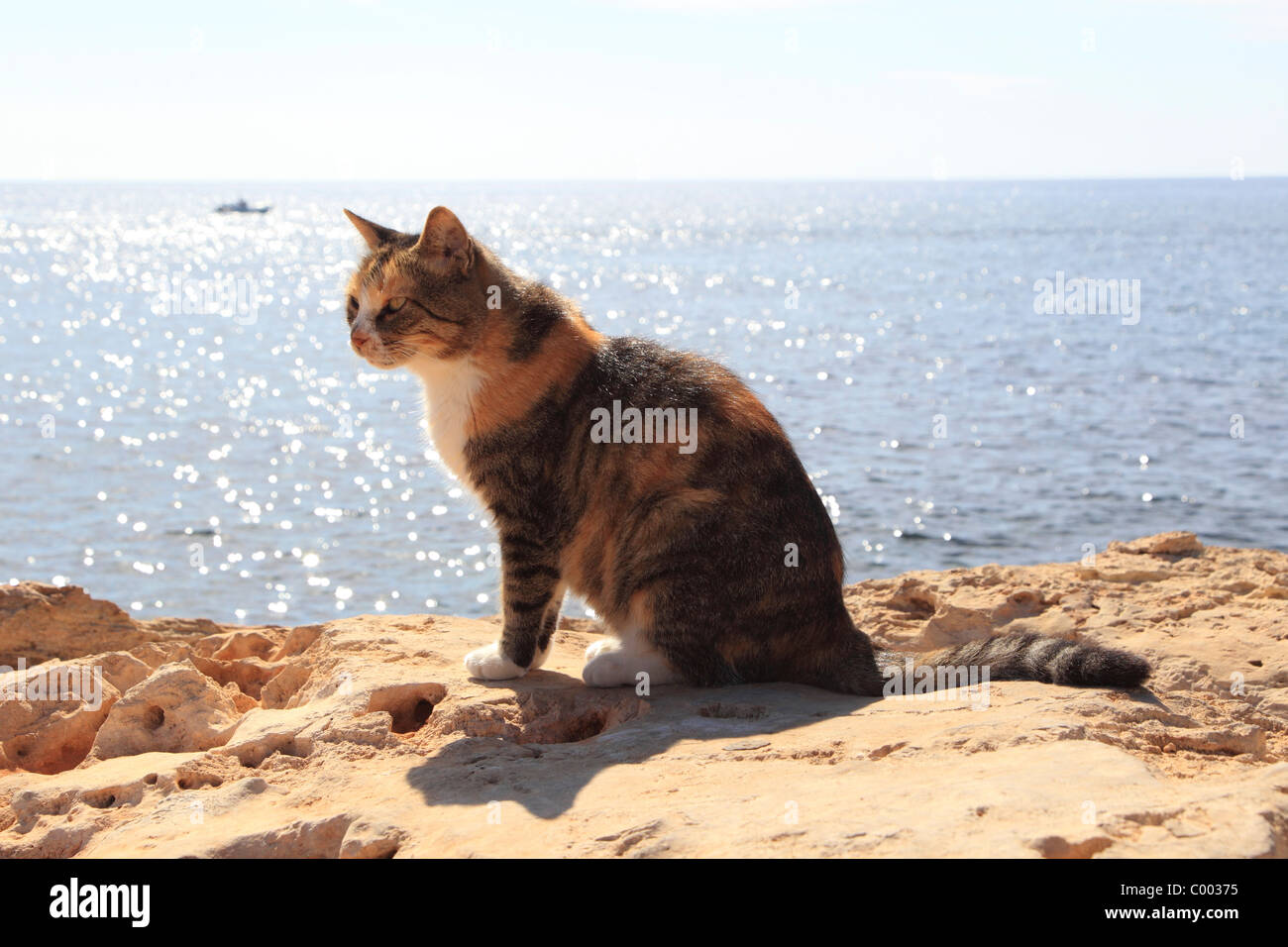 Sand cat water hi-res stock photography and images - Alamy