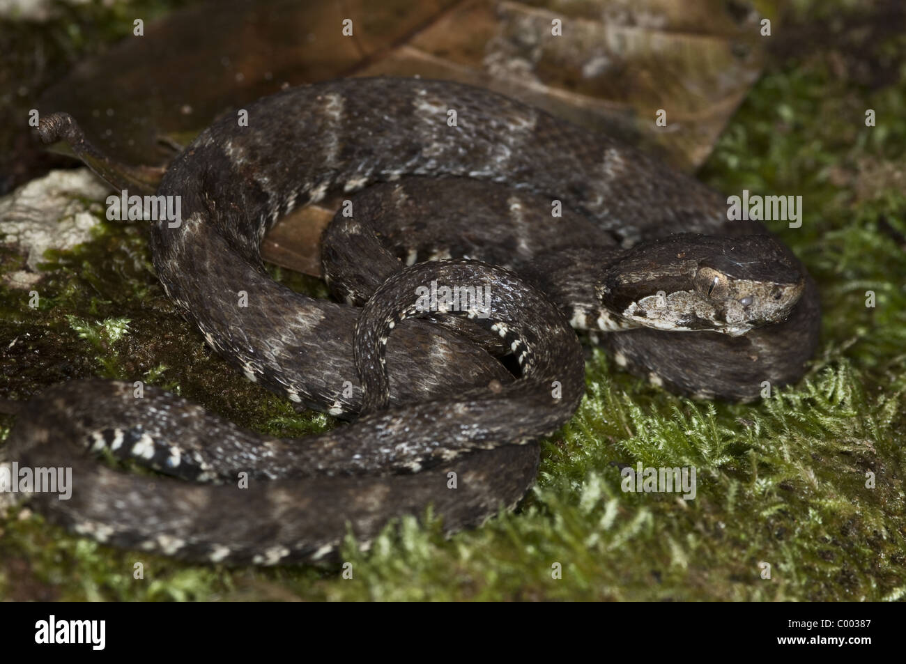 Closeup of an X Snake, Ecuador Stock Photo - Alamy