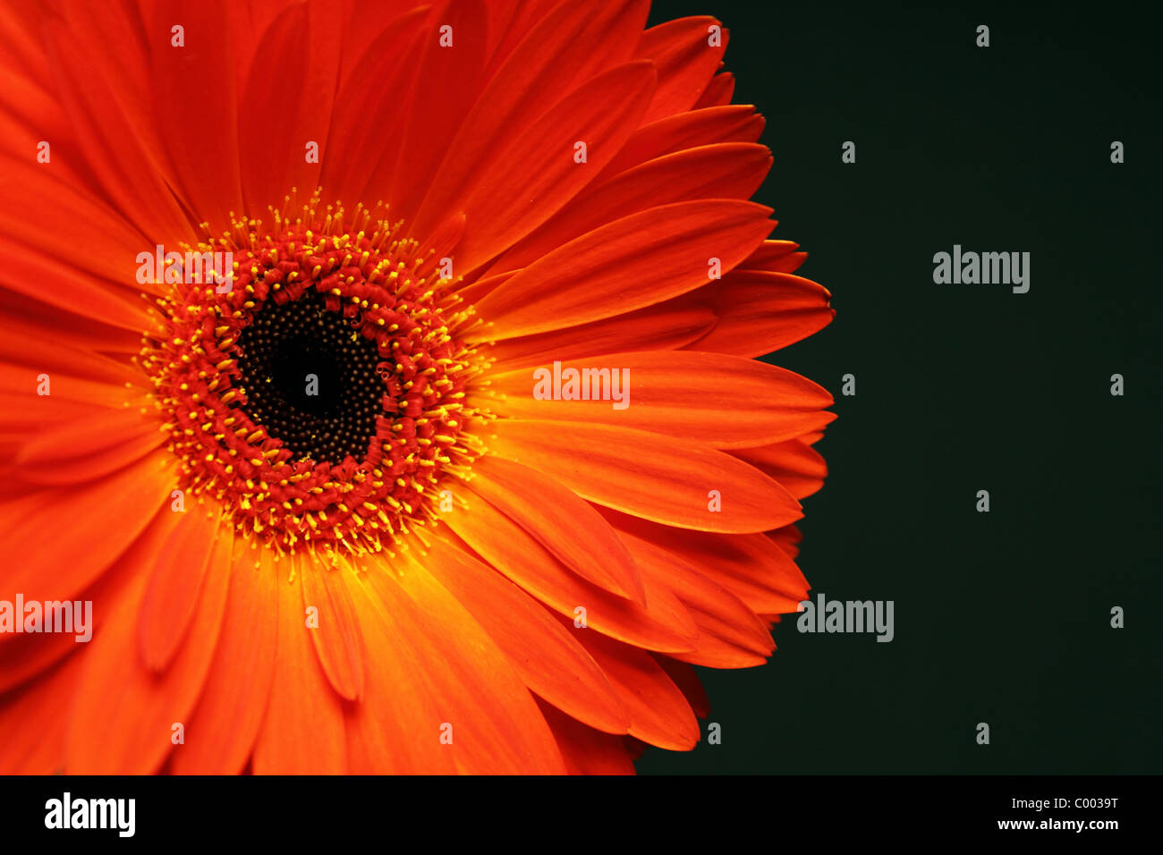 Single red gerber daisy flower shot close up on a black background ...