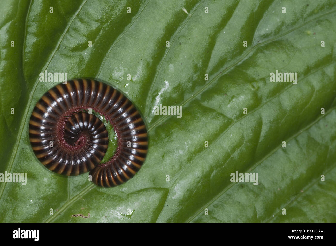 Insects in the high Amazon basin, Ecuador Stock Photo - Alamy