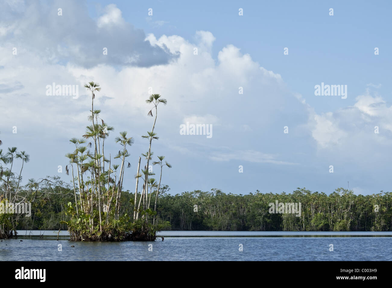 amazon basin, ecuador Stock Photo - Alamy