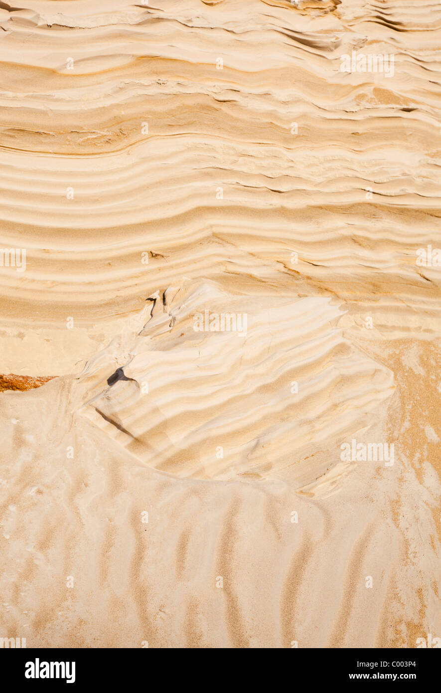 Cross-section ( strata ) of the soil in a sandy ridge , formed by the ...