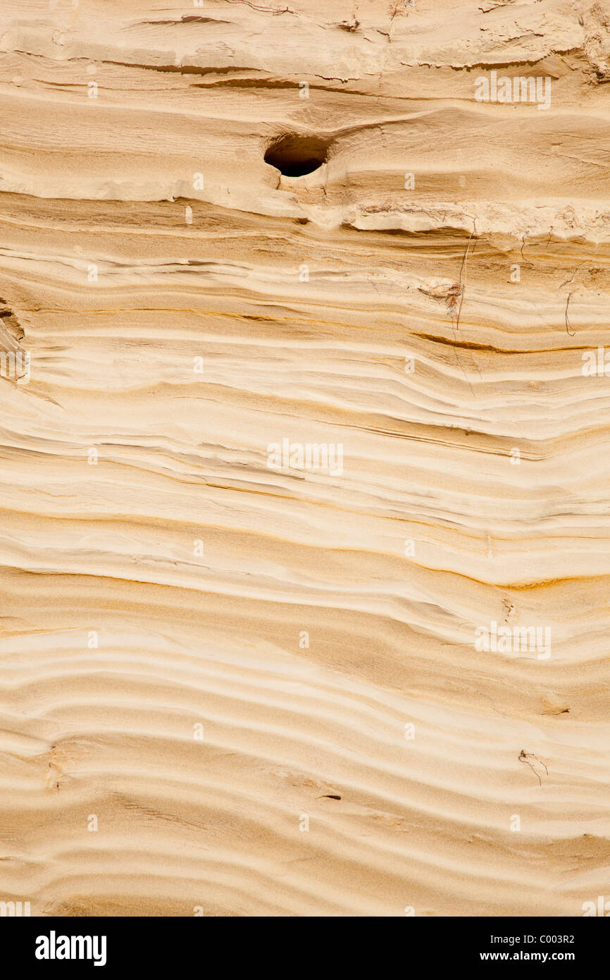Cross-section ( strata ) of the soil in a sandy ridge , formed by the ...