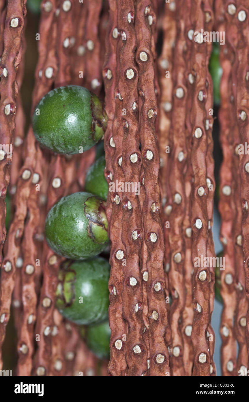 Beautiful plant life in the Amazon region of Ecuador Stock Photo - Alamy