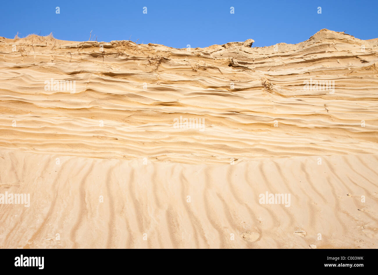 Cross-section ( strata ) of the soil in a sandy ridge , formed by the ...