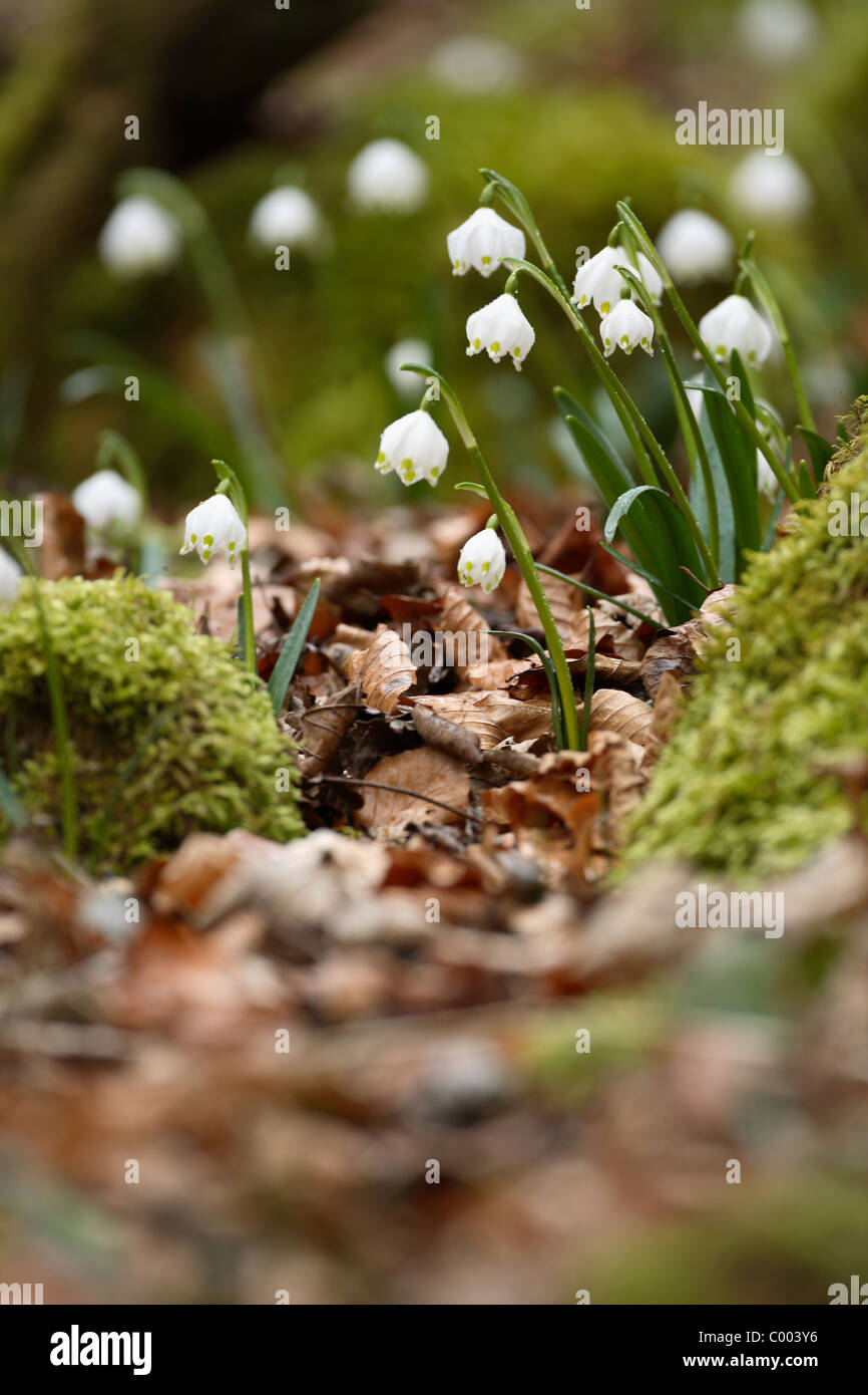Spring vally hi-res stock photography and images - Alamy