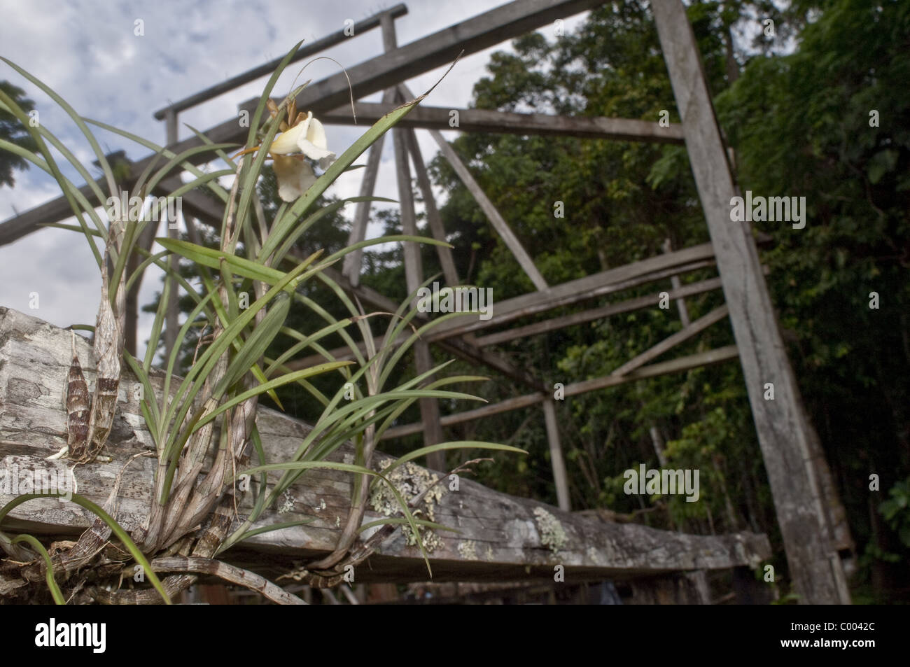 Beautiful plant life in the Amazon region of Ecuador Stock Photo - Alamy