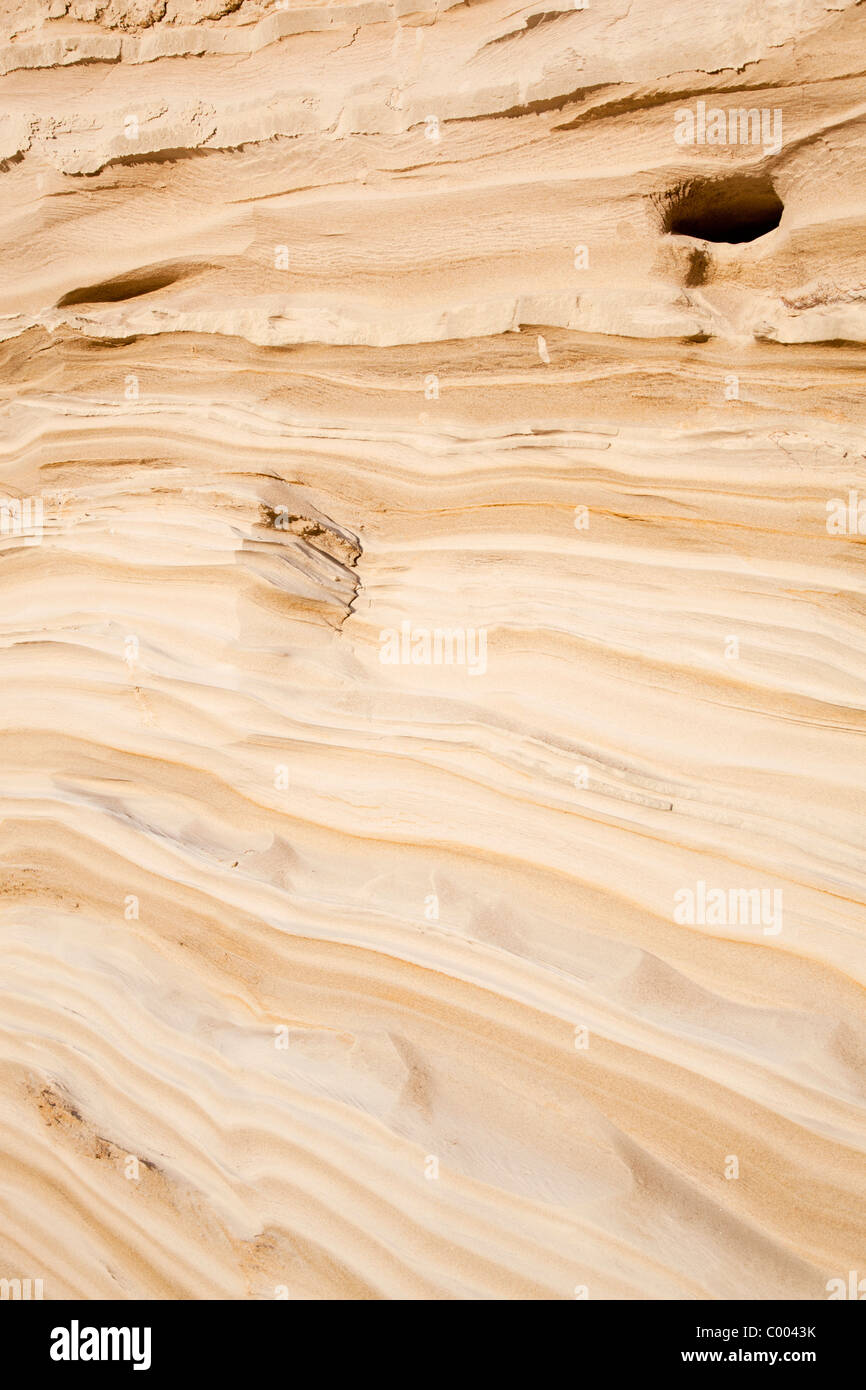 Cross-section ( strata ) of the soil in a sandy ridge , formed by the ...