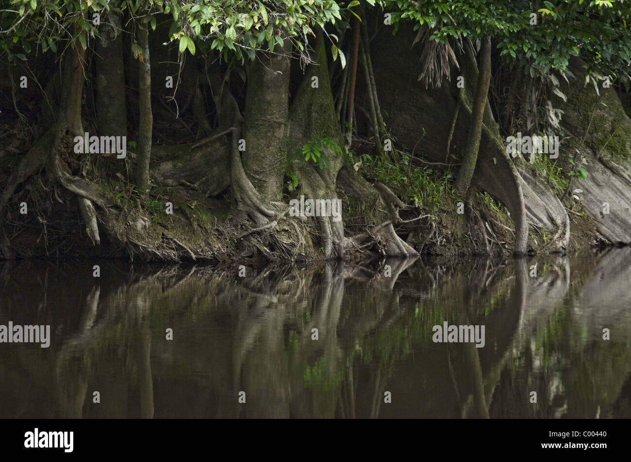 Amazon ecosystem hi-res stock photography and images - Alamy