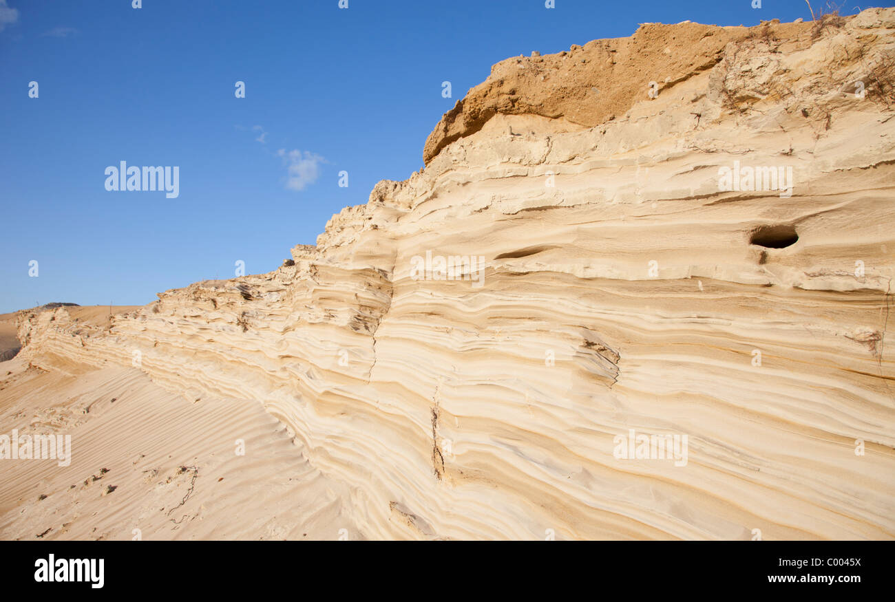 Cross-section ( strata ) of the soil in a sandy ridge , formed at the ...