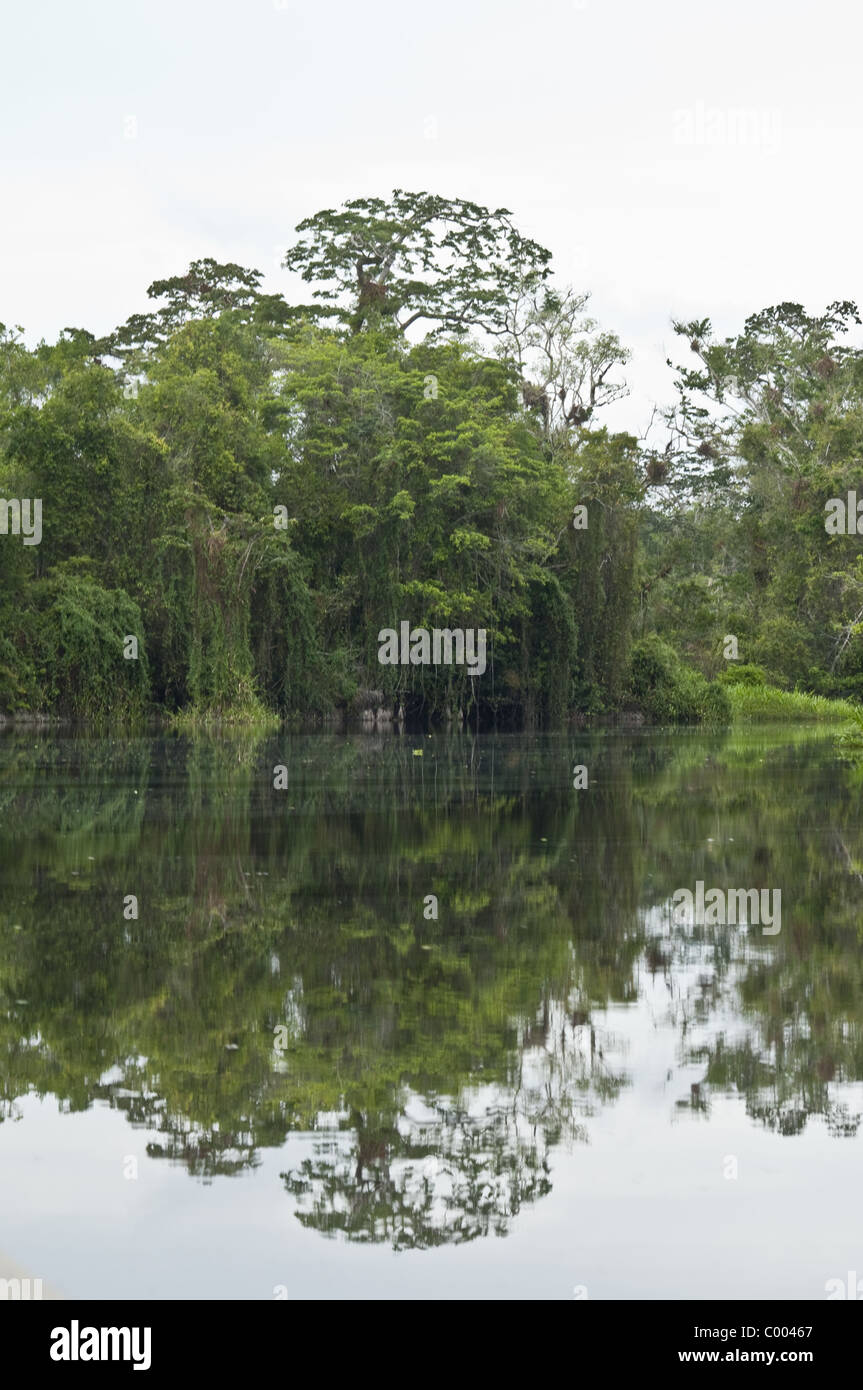 Amazon rainforest trees ecuador hi-res stock photography and images - Alamy