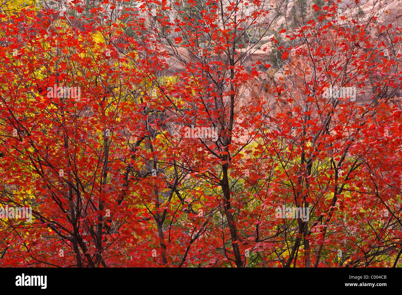 Big Tooth Maples in peak fall color in Zion Canyon, Zion National Park ...