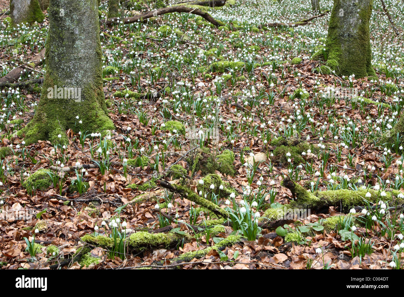 Spring vally hi-res stock photography and images - Alamy