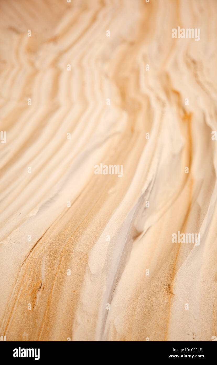 Cross-section ( strata ) of the soil in a sandy ridge , formed by the ...