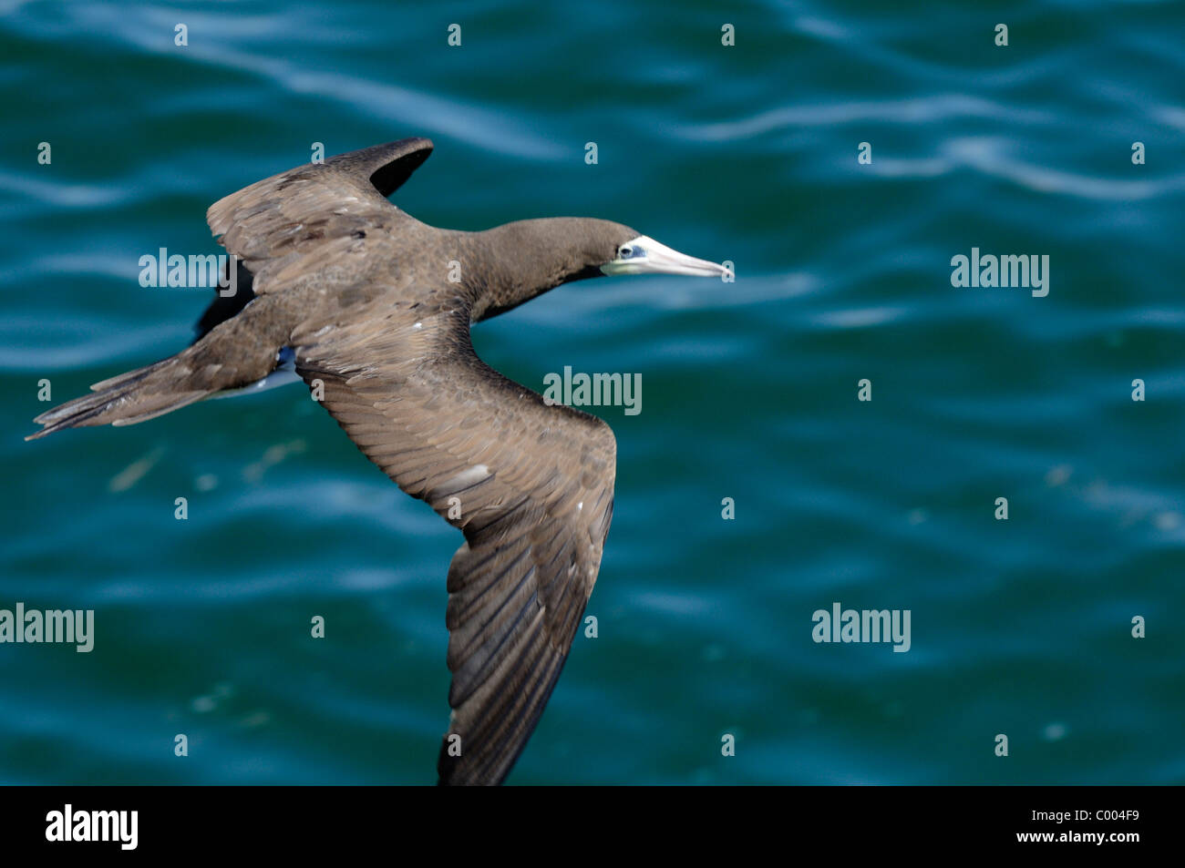 Flying Bobby (Sula) on Golfo de Nicoya Stock Photo - Alamy