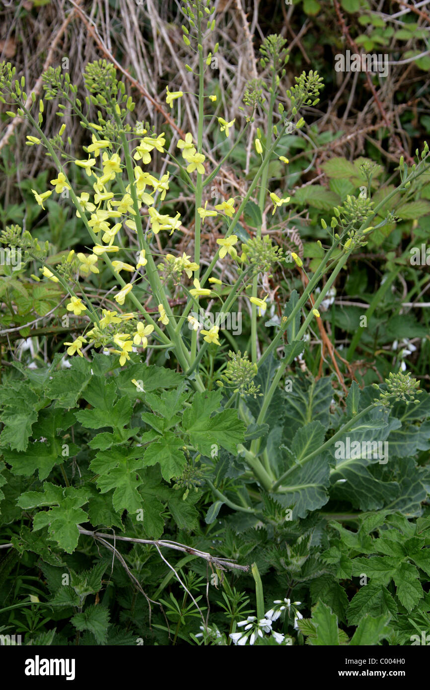 Wild Cabbage, Brassica oleracea, Brassicaceae. Growing at the Bottom of ...