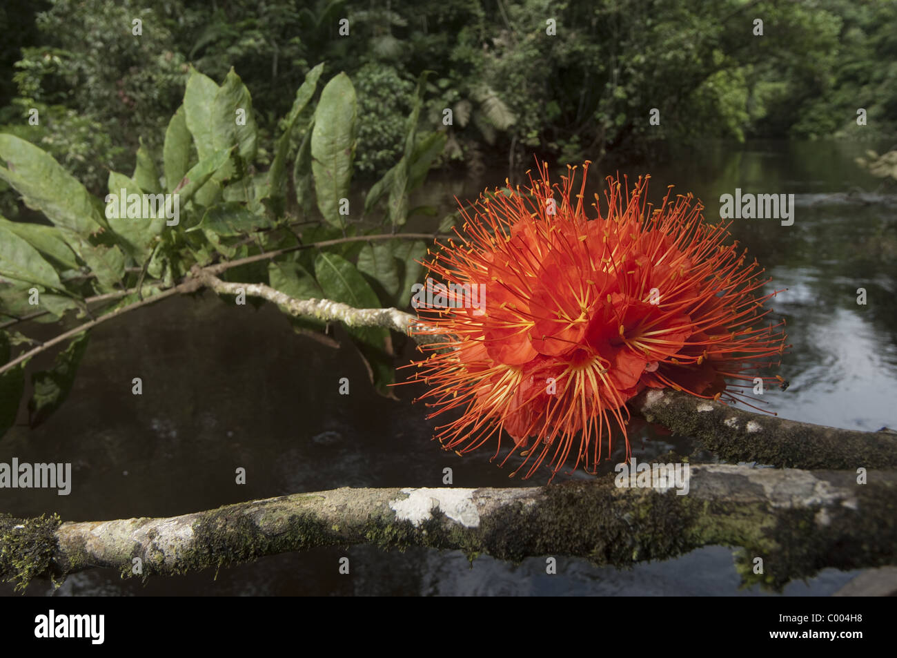 Amazon rainforest plants hi-res stock photography and images - Alamy