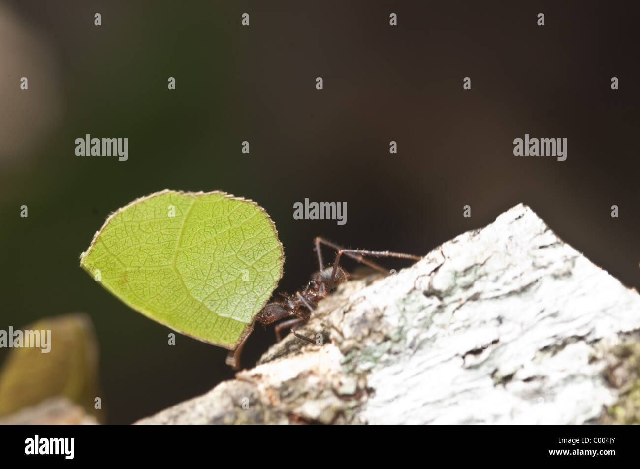 Insects in the high Amazon basin, Ecuador Stock Photo - Alamy