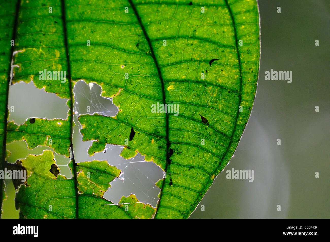 Eaten Leaf High Resolution Stock Photography and Images - Alamy
