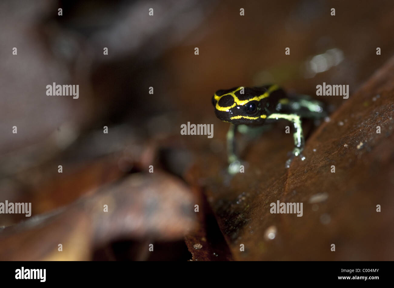Frogs and Toads in the Amazon have declined dramatically in recent ...
