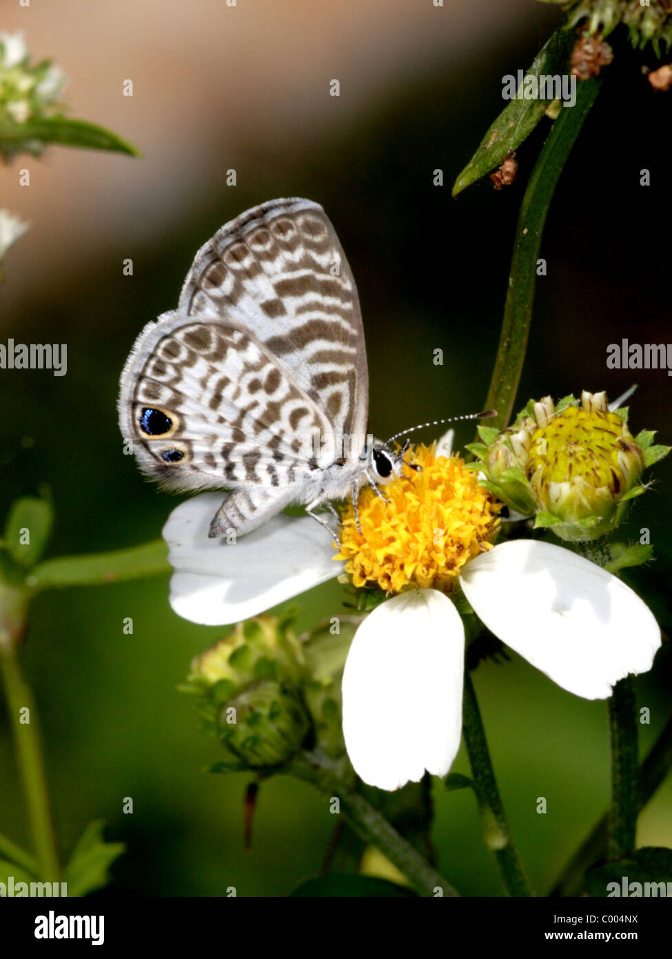 North and south american butterfly hi-res stock photography and images ...