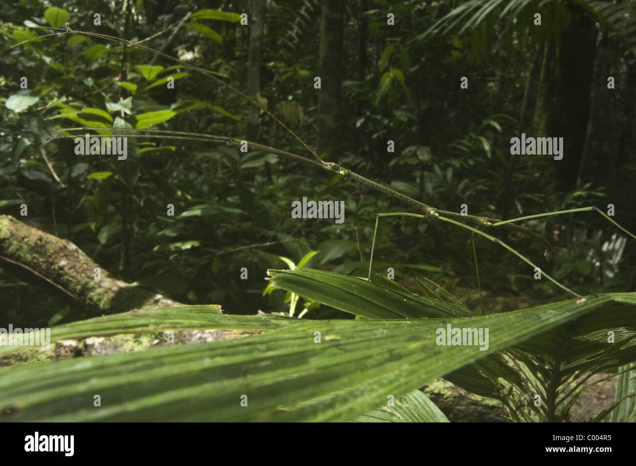 Insects in the high Amazon basin, Ecuador Stock Photo - Alamy