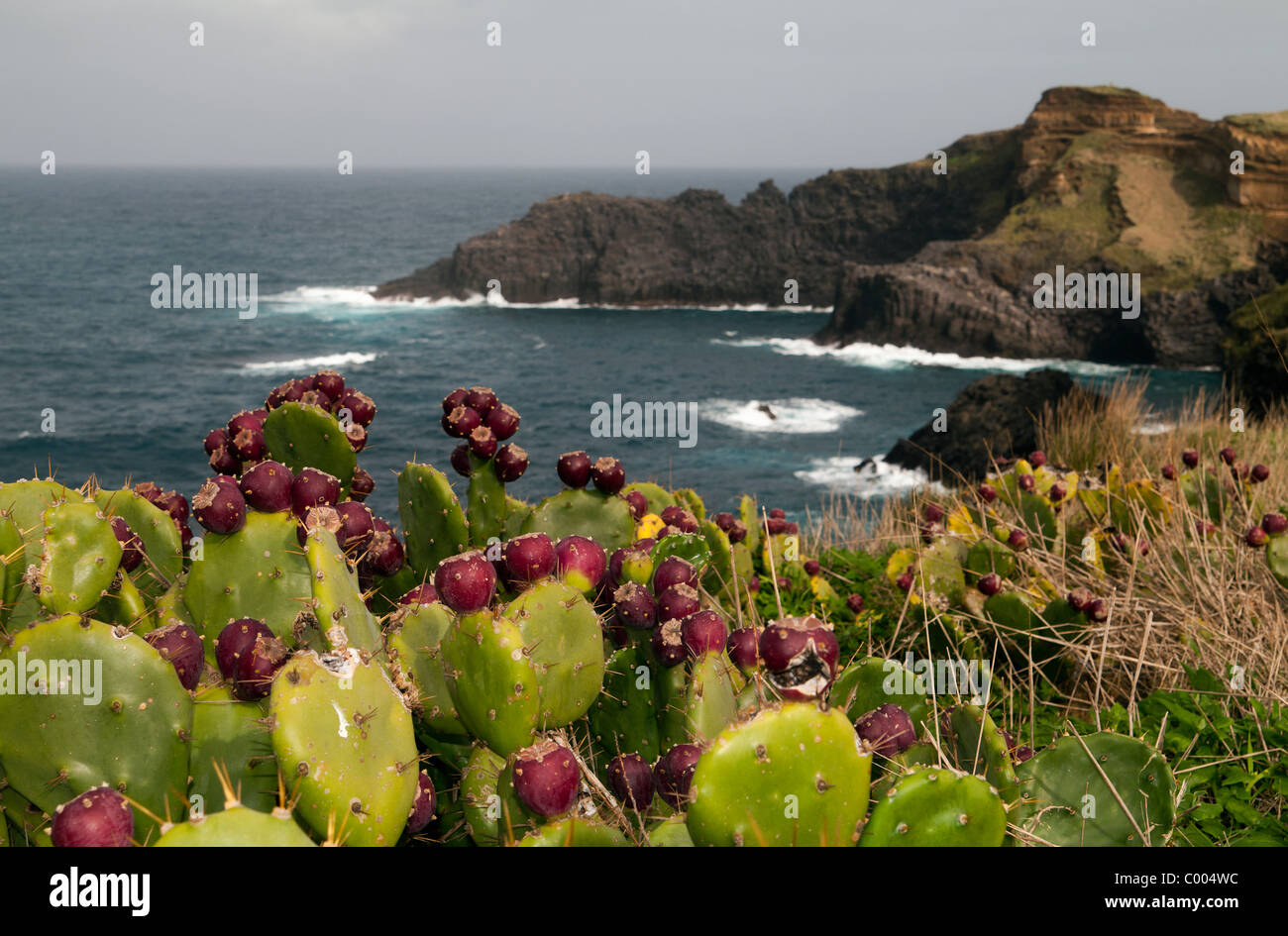Cactus cliffside azores hi-res stock photography and images - Alamy