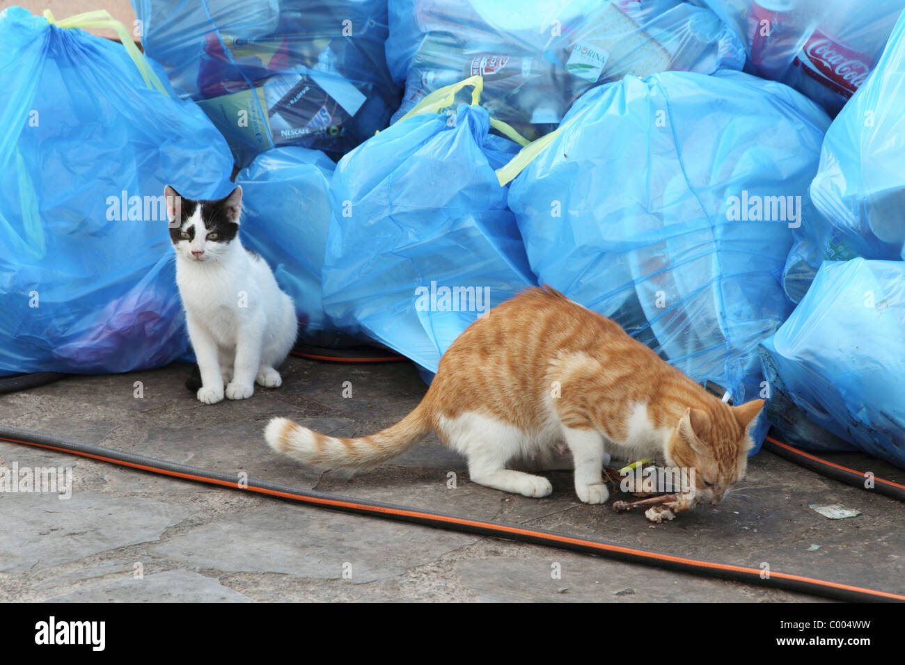 two domestic cats an rubbish Stock Photo - Alamy