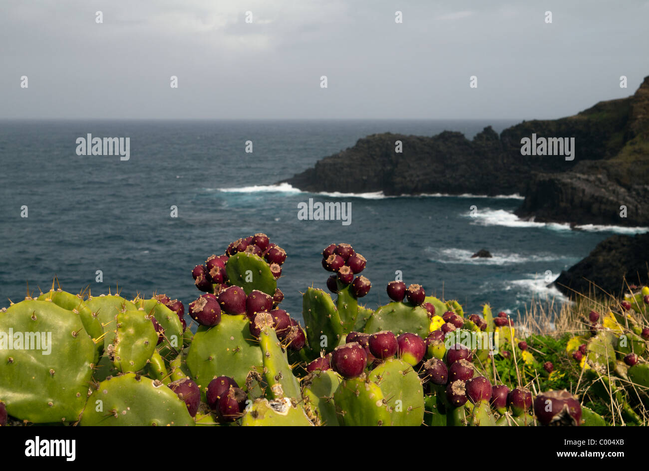 Drooping Prickly Pear cactus with fruit near Atlantic Ocean coastline ...