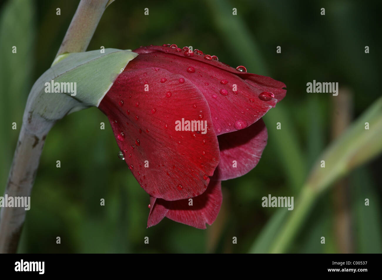 Ruby red flowers hi-res stock photography and images - Alamy