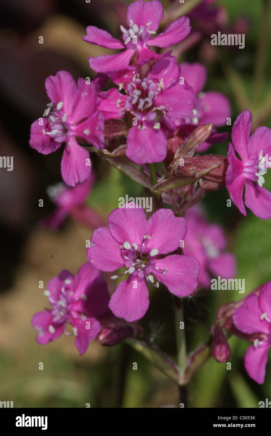 Lychnis viscaria Sticky Catchfly Stock Photo - Alamy
