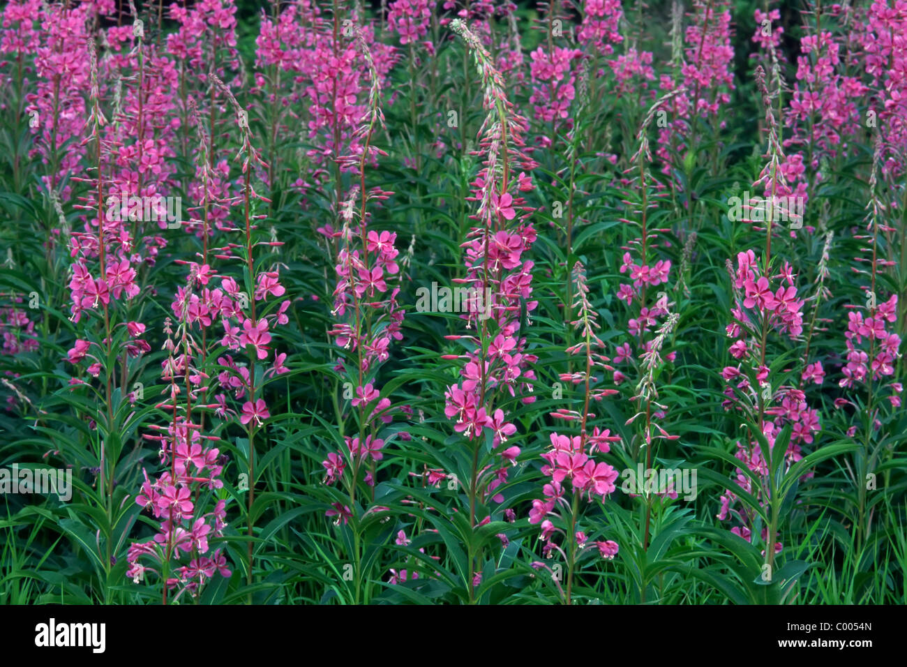 Stauden-Feuerkraut, Wald-Weidenroeschen, Epilobium angustifolium ...