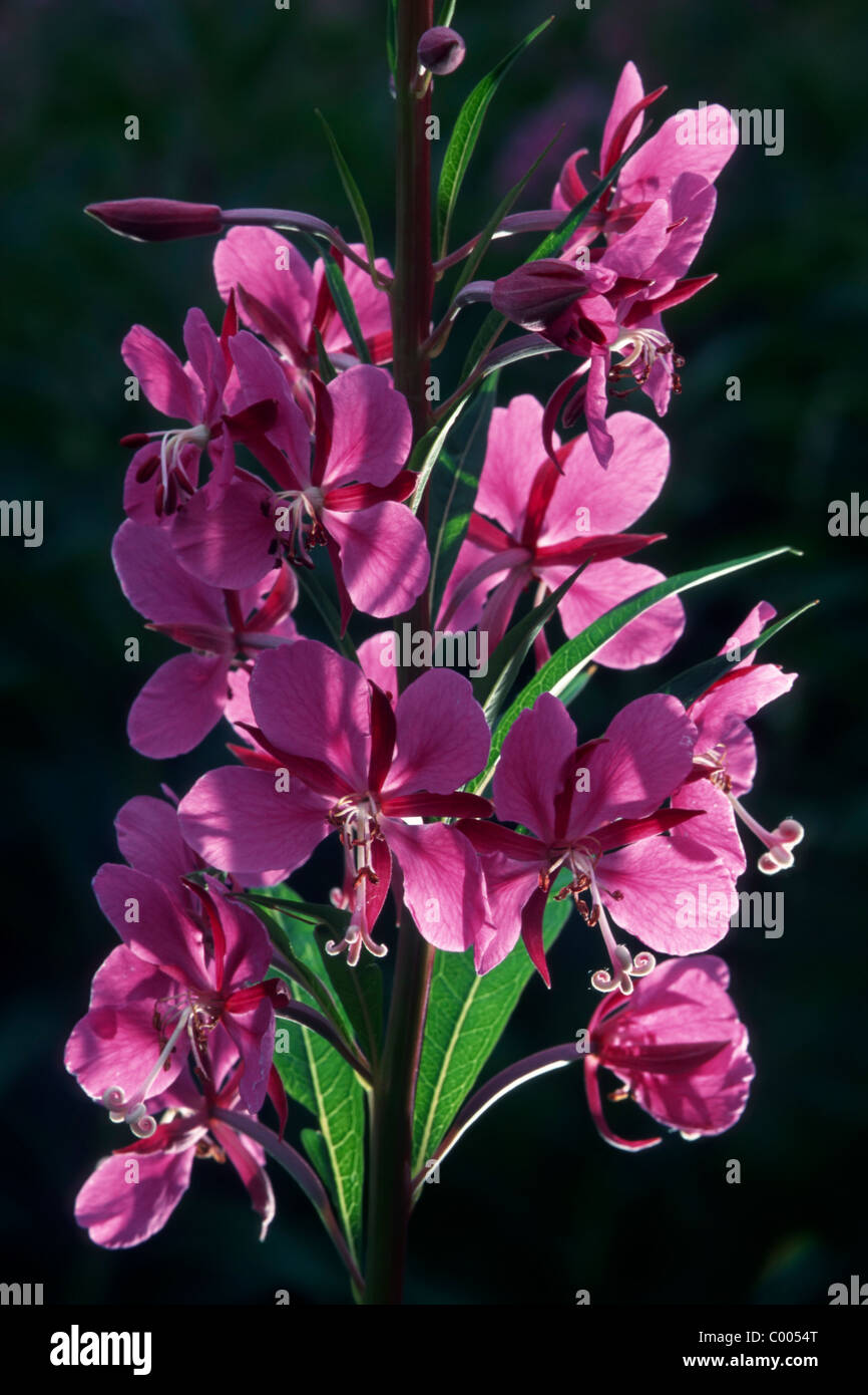 Stauden-Feuerkraut, Wald-Weidenroeschen, Epilobium angustifolium ...