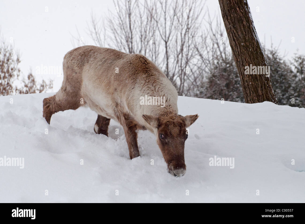 Woodland caribou winter quebec hi-res stock photography and images - Alamy