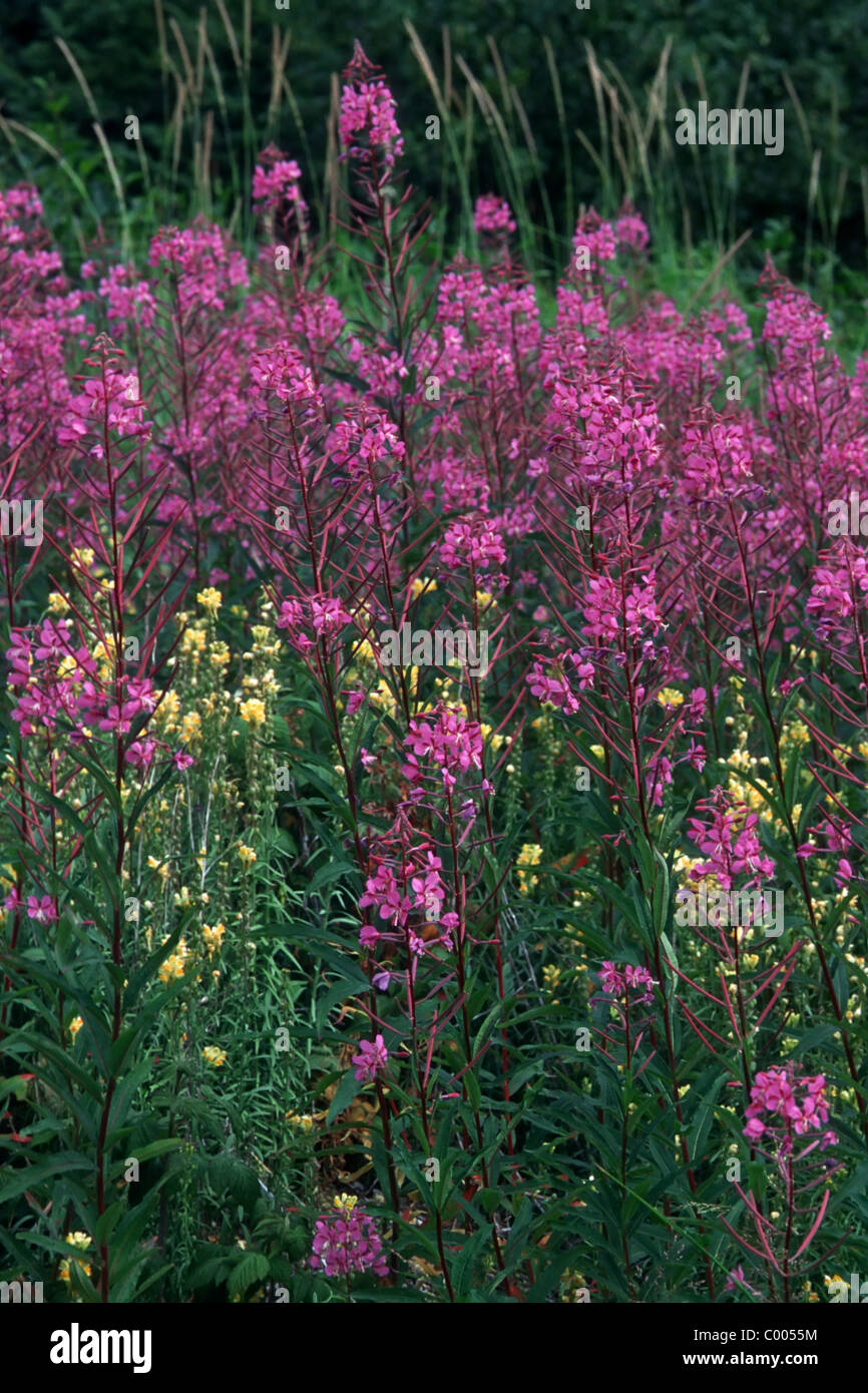 Stauden-Feuerkraut, Wald-Weidenroeschen, Epilobium angustifolium ...