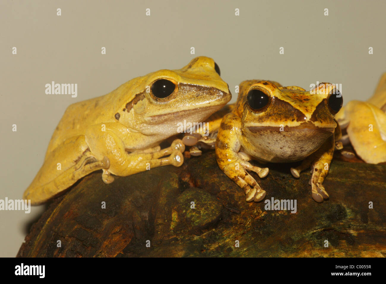 two Golden tree frogs / Polypedates leucomystax Stock Photo - Alamy