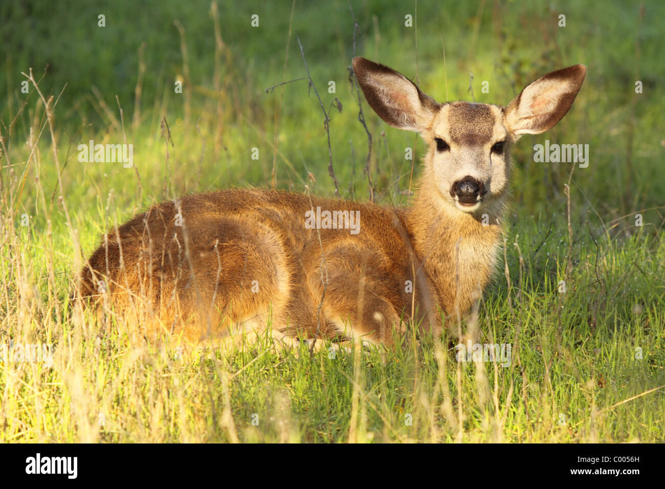 Mule deer yearling hi-res stock photography and images - Alamy