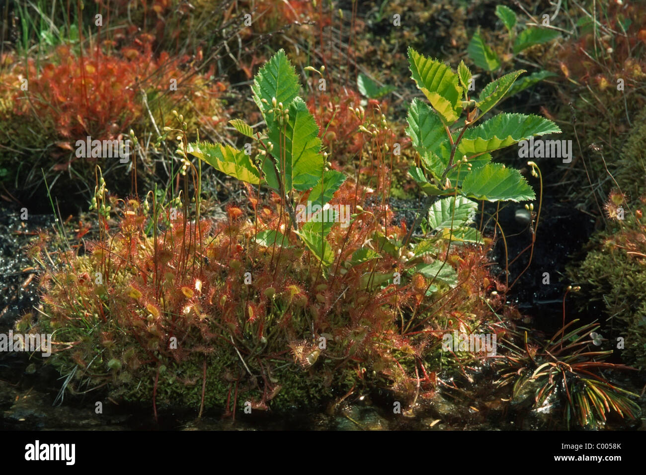 common sundew Drosera rotundifolia Stock Photo - Alamy