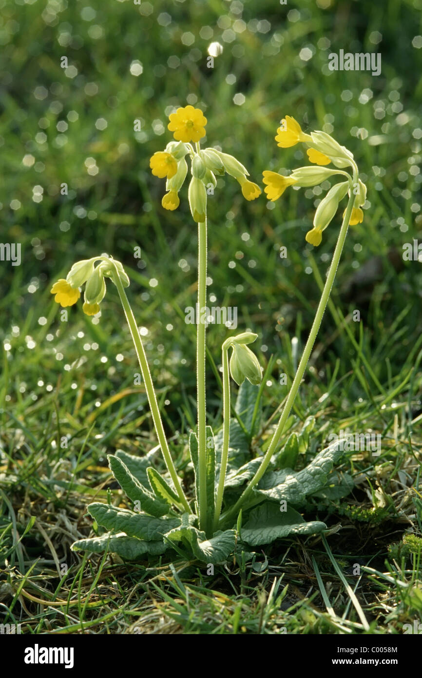 Echte Schluesselblume, Wiesen-Primel, Primula officinalis, Cowlip ...