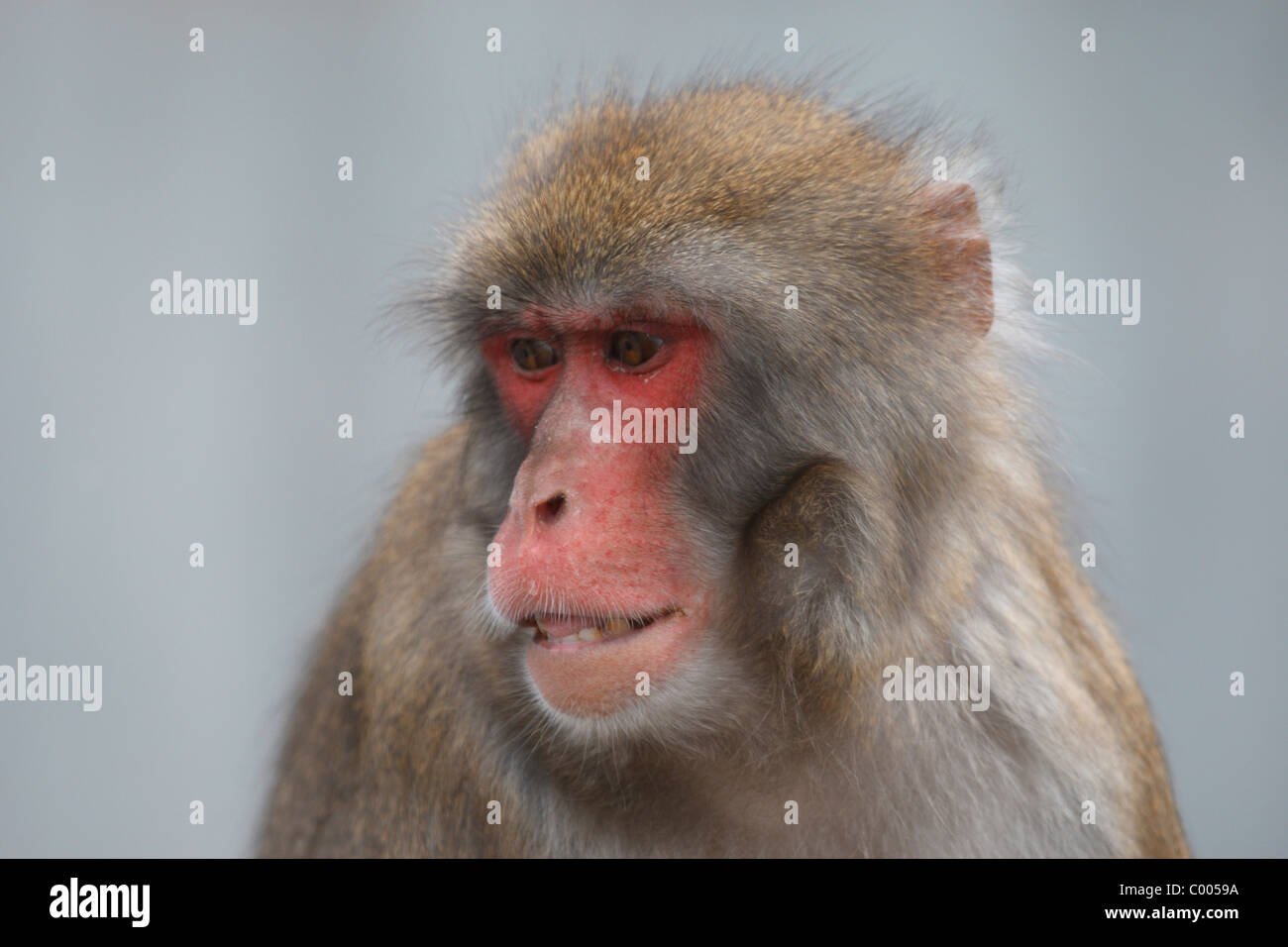 Japanese Macaque - portrait / Macaca fuscata Stock Photo - Alamy
