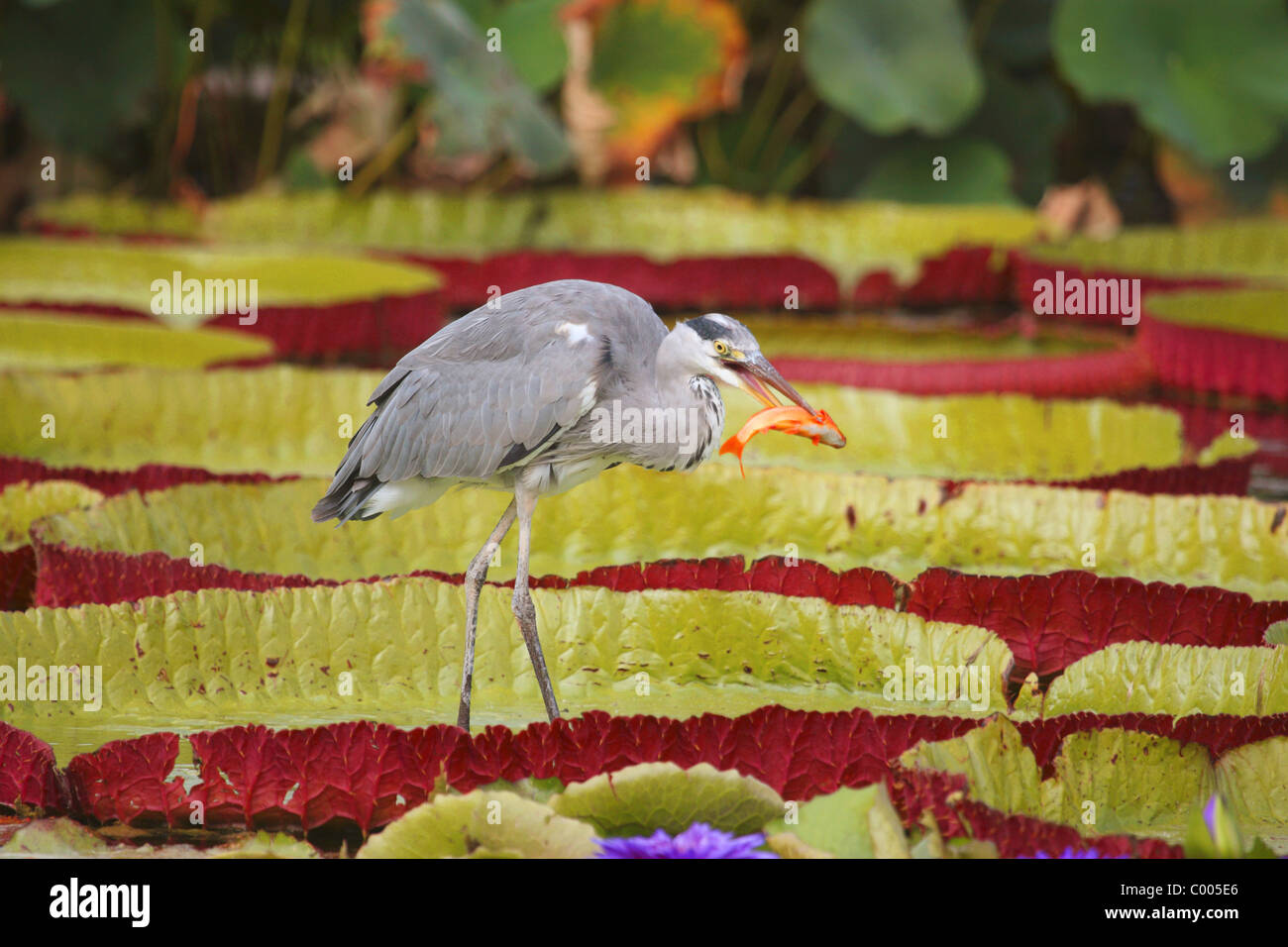Grey Heron - standing - munching fish / Ardea cinerea Stock Photo - Alamy