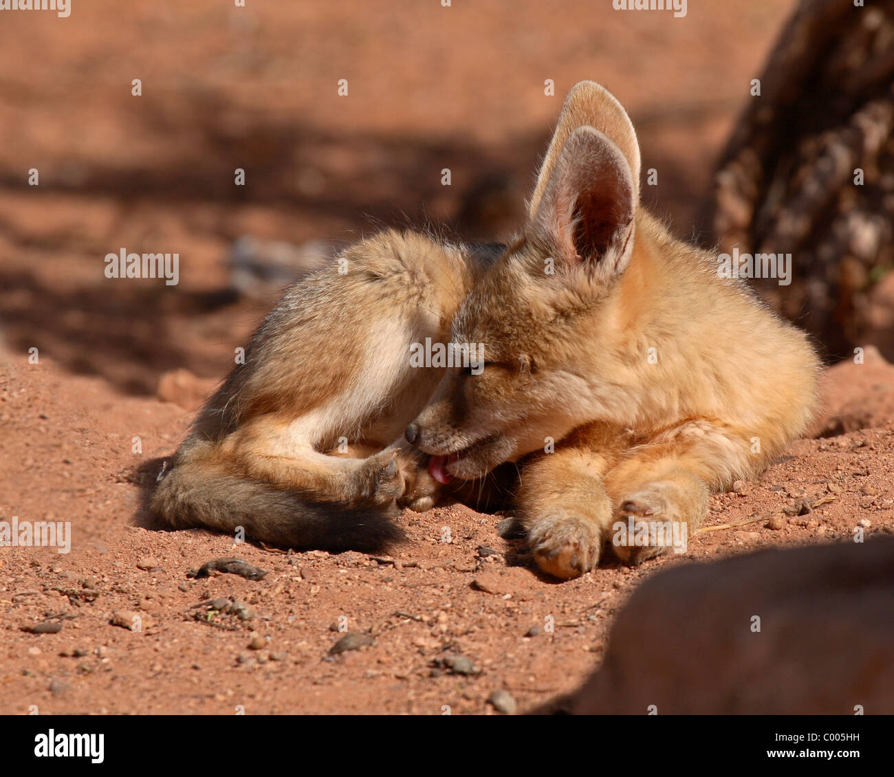 A Kit Fox pup lazily licking it's paw Stock Photo - Alamy