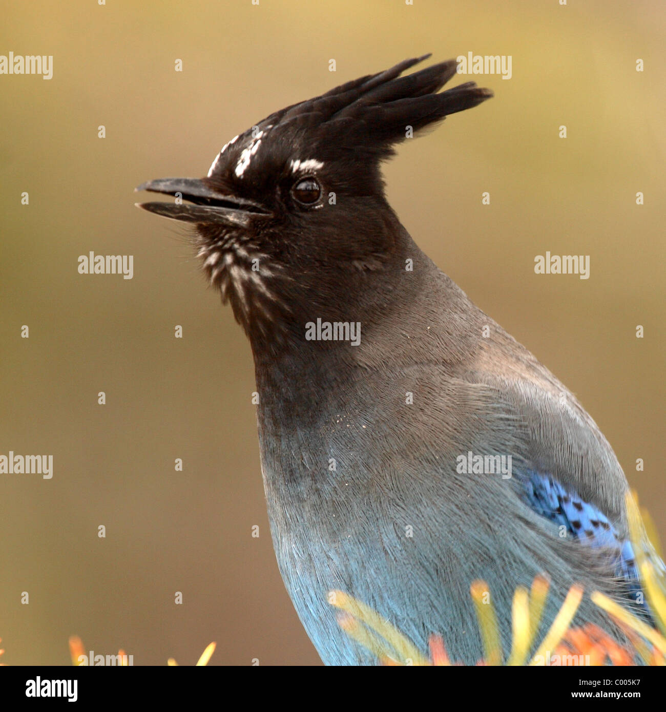 Stellars Jay Bird High Resolution Stock Photography and Images - Alamy