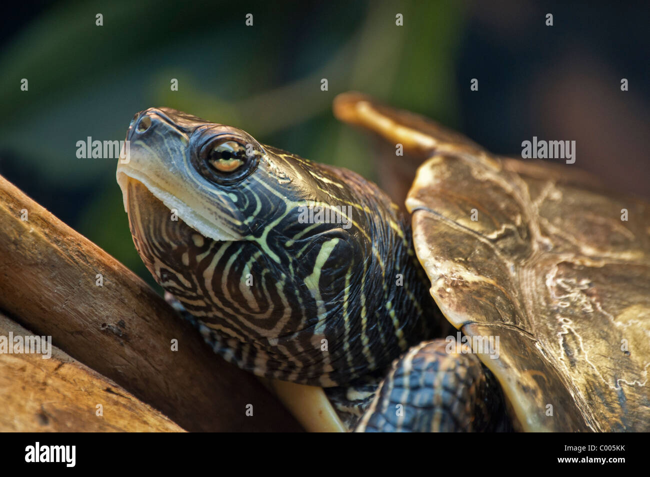 Map turtle hi-res stock photography and images - Alamy