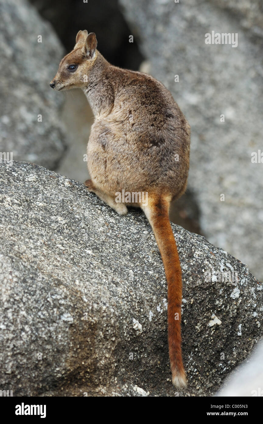 Mareeba Rock Wallaby (Petrogale mareeba),Queensland, Australia Stock ...
