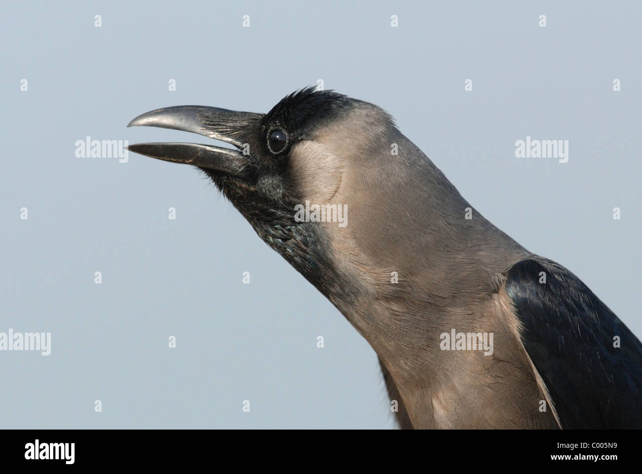 India crow hi-res stock photography and images - Alamy